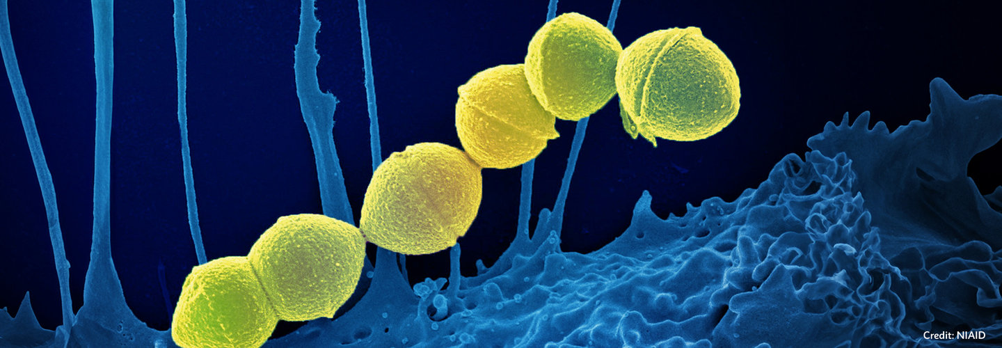 Invasive Group A Streptococcal Disease: a Resurging Menace?